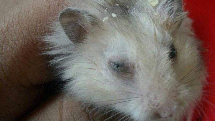 Se-Indonesia Harus Tahu, Pertama Kalinya Tikus Hamster Tularkan Corona ...