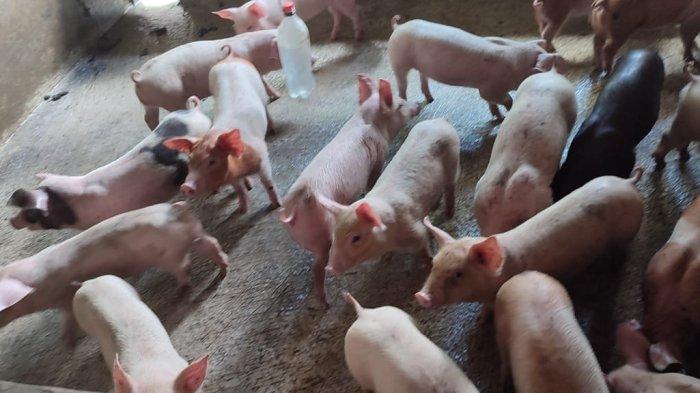 Peternak Babi di Sangihe Minta Pemerintah Lakukan Pencegahan Agar Virus ...
