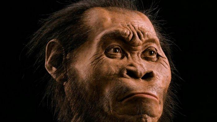Manusia Tertua Itu Meganthropus Paleojavanicus Bukan Pithecanthropus ...