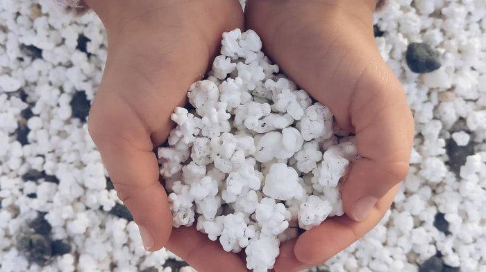 Popcorn Beach, Pantai Unik dengan Pasir Mirip Popcorn di Kepulauan ...