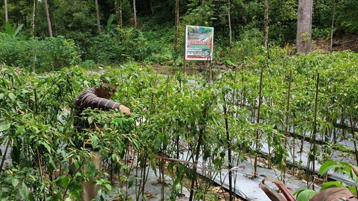 Demplot Cabe dan Tomat Dinas Pangan Pertanian Sitaro Mulai Dipasarkan ...