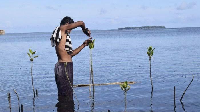 Provinsi Sulut Jadi Pusat Gerakan Nasional Penanaman Mangrove Serentak ...