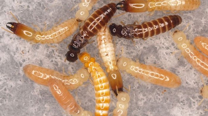 Cukup Pakai Satu Bahan Rumahan Ini, Ampuh Basmi Rayap dalam Sekejap ...