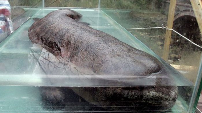 Sering Dijadikan Makanan, Salamander Raksasa Cina Terancam Punah ...