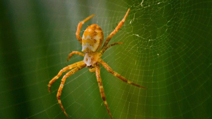 Alasan Laba-Laba Memiliki 8 Kaki, jadi Bagian dari Mulutnya ...