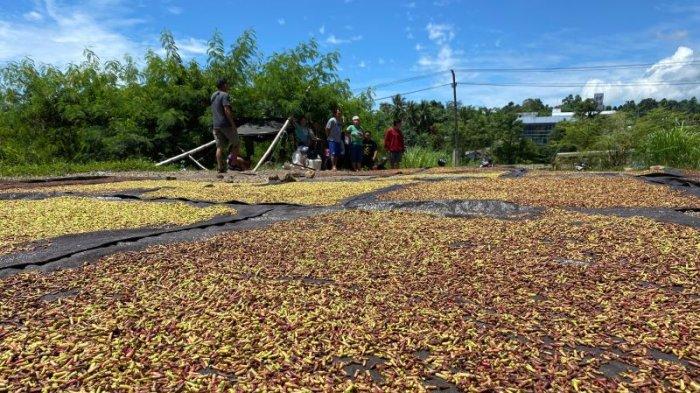 Dari Pasrah hingga Untung: Cerita Petani Cengkih Sambut Kenaikan Harga ...
