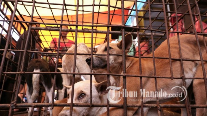 Kisah Aktor Inggris dan Aktivis Hewan Dunia Selamatkan Anjing & Kucing ...