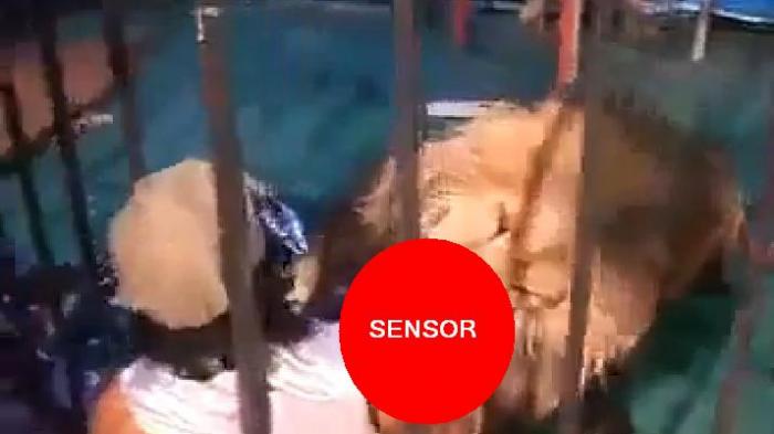 Mengerikan! Singa Sirkus Ngamuk Terkam Pawang Terekam Video ...