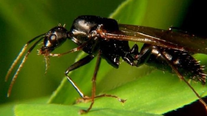 7 Arti Mimpi Dikerumuni Semut Hitam, Bisa Jadi Pertanda Baik maupun ...