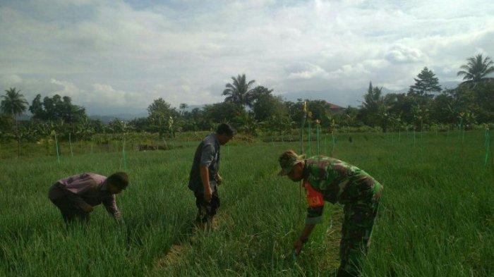 Serda Ruslan Bantu Petani Bawang Merah Bersihkan Gulma - Tribunmanado.co.id
