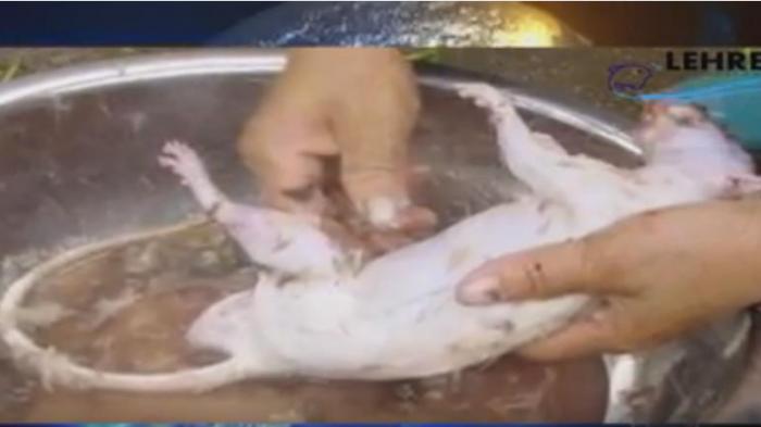 Penipuan Mengerikan! Jual Daging Tikus Rumah Berkedok Daging Domba ...
