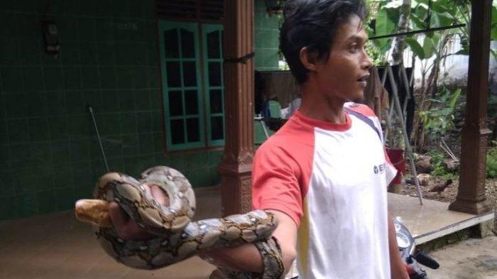 Warga Karanganyar Jawa Tengah Berhasil Menangkap Empat Ular Piton dalam ...
