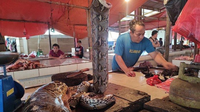 Kuliner Ekstrim di Sulut, Ular Piton dari Sulsel Sultra Berakhir di ...