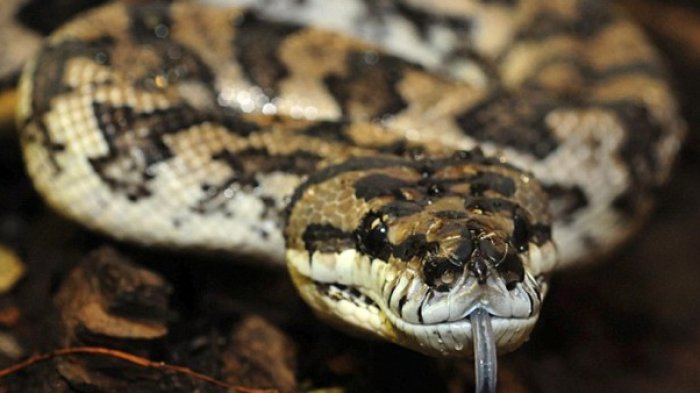 Mamuju Sulawesi Barat 'Surganya' Ular Piton Raksasa - Tribunmanado.co.id