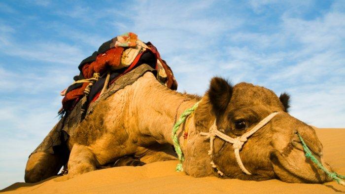 Temuan Baru, Darah Unta Ternyata Mengandung Antibodi Covid-19, Ini ...