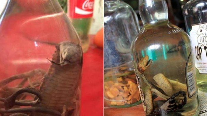 5 Varian Cap Tikus, Minuman Tradisional Beralkohol di Manado, Ada ...