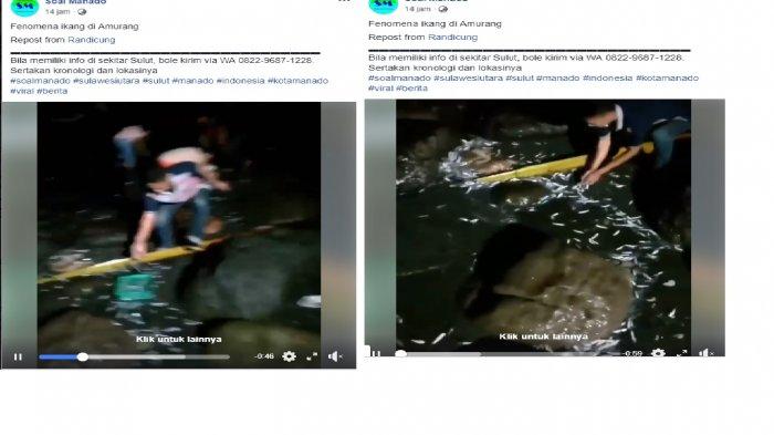 Heboh Video Warga Berebut Ikan Terdampar di Pantai Amurang, Netizen ...