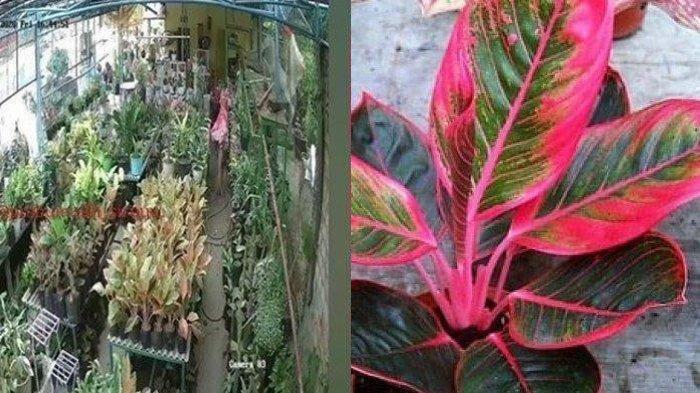 Terekam CCTV Aksi Ibu-ibu Nekat Mencuri Bunga dan Simpan di Pakaian ...