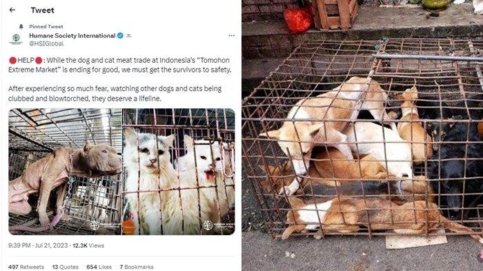 Viral Pasar Ekstrem Tomohon Jadi Perbincangan Dunia karena Jual Anjing ...