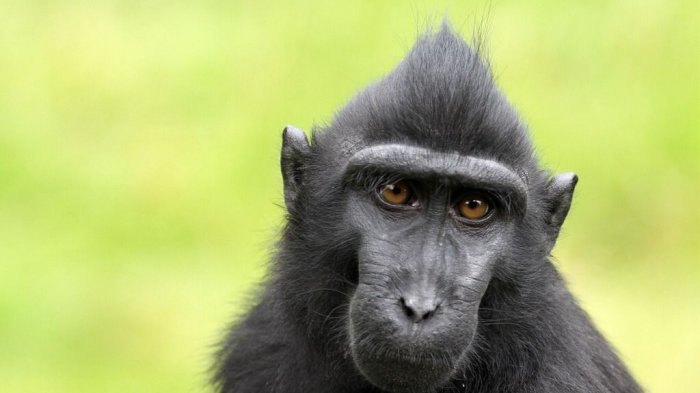 Terjadi Lagi, Penangkapan Yaki Spesies Endemik Sulawesi Utara yang ...