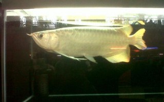 Ikan Arwana Kuning