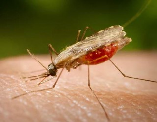 Berikut Proses Penularan Malaria - Tribunmanado.co.id