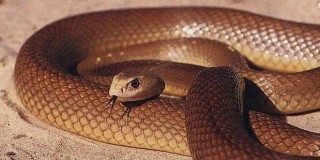 Digigit Ular Paling Beracun, Remaja Selamat - Tribunmanado.co.id