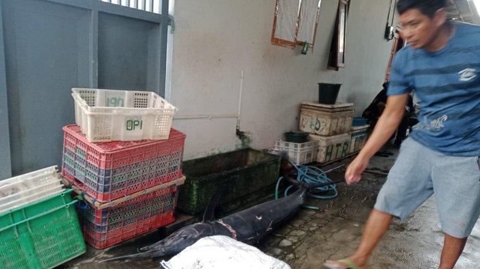 Nelayan Situbondo Tewas Seketika Setelah Lehernya Ditembus Moncong Ikan ...