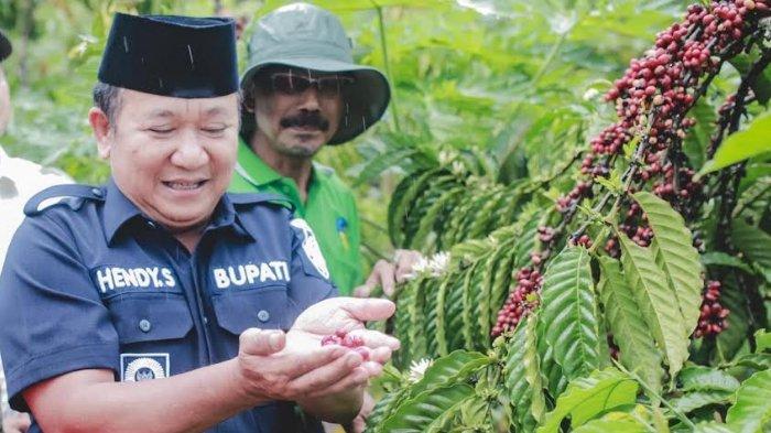Kopi Milo Pace Ditetapkan Jadi Varietas Kopi Robusta Asal Jember ...