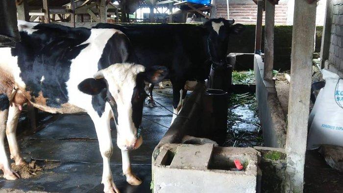 Kematian Sapi Akibat PMK Lebih Tinggi dari yang Dilaporkan, Ini ...