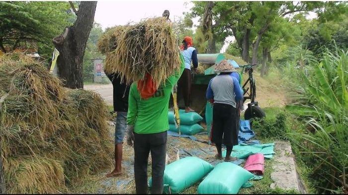 Harga Gabah Kering di Ponorogo di Atas HPP, Para Petani Sumringah ...