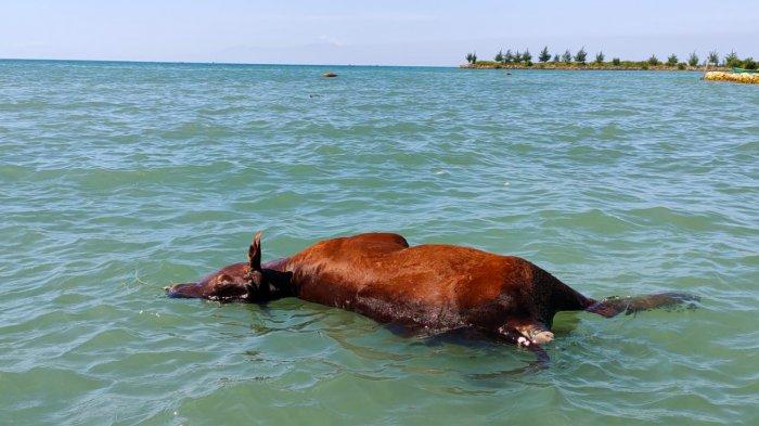 Warga Sampang Madura Dibuat Geger dengan Adanya Bangkai Puluhan Ekor ...