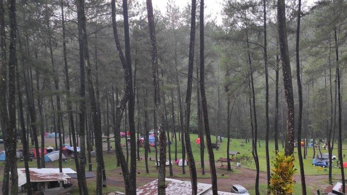 Wisata Alam Hutan Pinus Loji Blitar: Suasana Sejuk dan Ramai Saat Libur ...