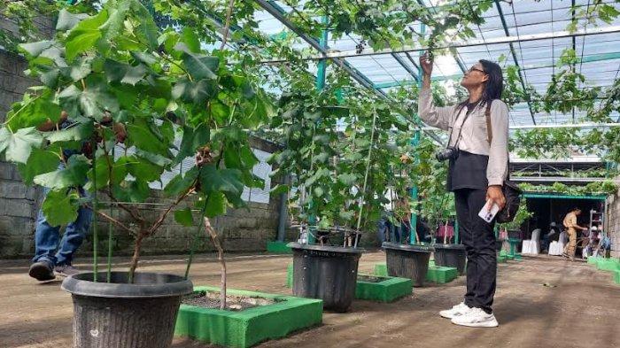 Toyoresmi, Dusun Kecil di Kediri Disulap Jadi Kawasan Agroeduwisata ...