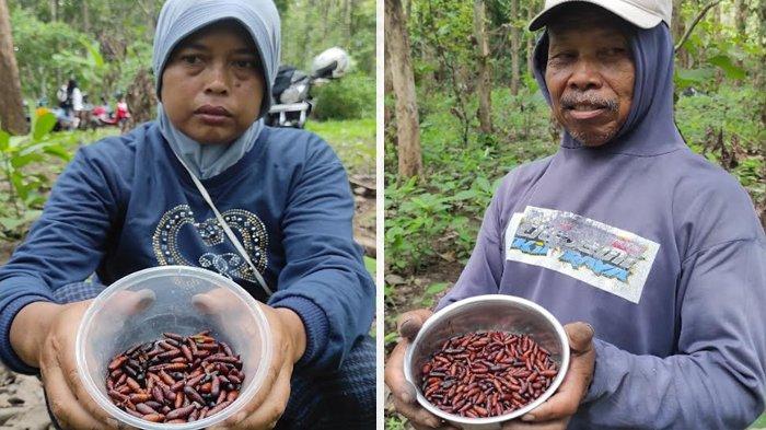 Lagi Musim, Warga Blitar Berburu Kepompong Ulat Jati yang Kalau Dijual Harganya Ratusan Ribu ...
