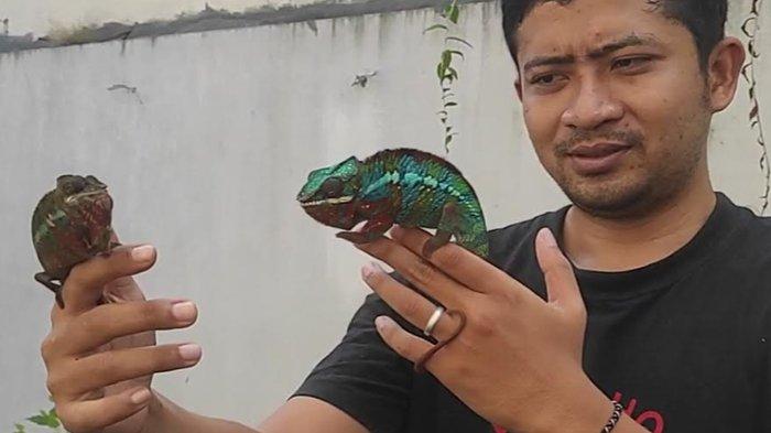 Panen Cuan Ala Yanuar Imsyaka Penghobi Chameleon di Trenggalek ...