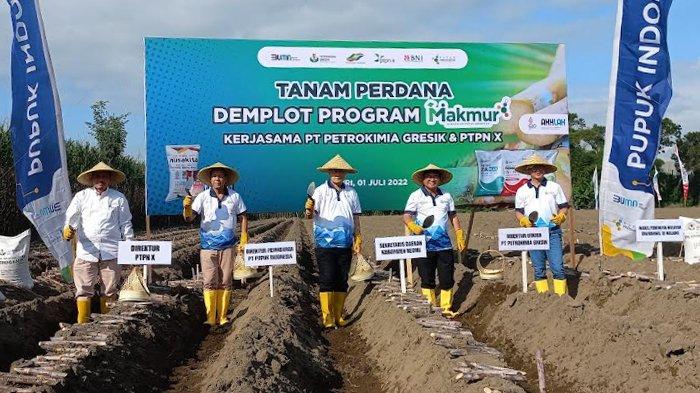 Program Makmur Kolaborasi Petrokimia Gresik dan PTPN X Diklaim Dongkrak Produktivitas Petani ...