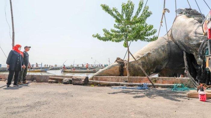 Bangkai Paus Balin yang Terdampar di Kenjeran Surabaya Akan Dihibahkan ...