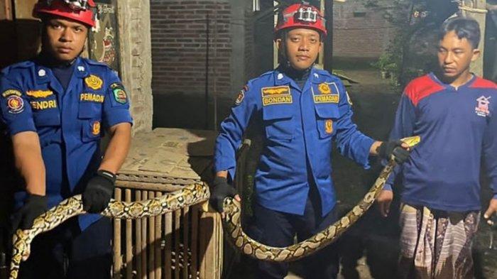 Dalam Semalam, Damkar Trenggalek Evakuasi 3 Ekor Ular Berbahaya Dari ...