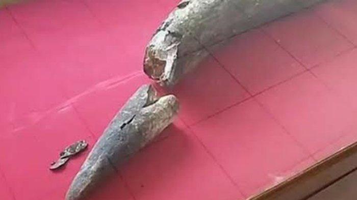 Kawasan Hutan Desa Tritik di Nganjuk Ternyata Menyimpan Fosil Binatang-binatang Purba, ini ...