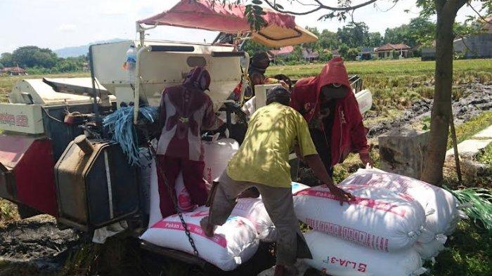Bulog Cabang Tulungagung Serap 24.200 Ton Gabah Setara Beras dan Beras Selama Panen Raya MT 1 ...
