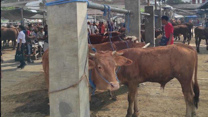 Jelang Idul Adha 2024, Harga Sapi di Pasar Hewan Dimoro Kota Blitar Naik Hingga Rp 2 Juta ...