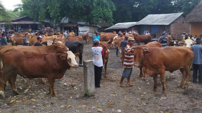 Wabah PMK Merebak, Harga Sapi di Kabupaten Banyuwangi Anjlok - Tribunmataraman.com