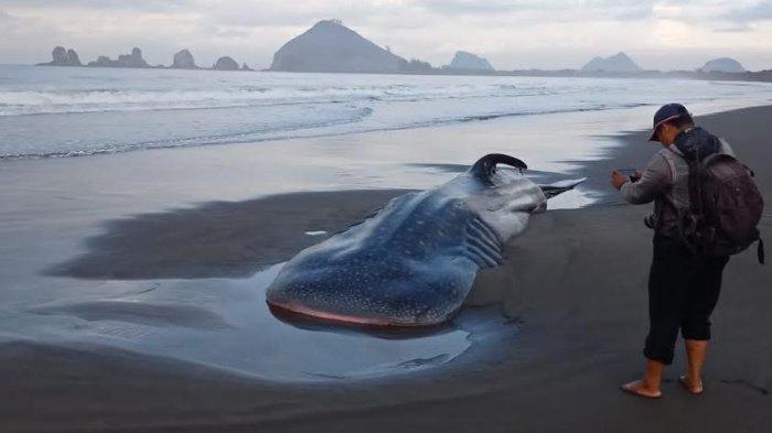 Hiu Tutul Kembali Ditemukan Terdampar di Laut Selatan Jember ...