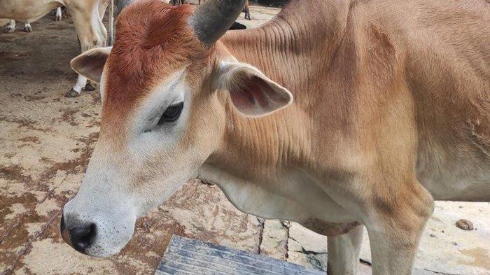 Dinas Peternakan Trenggalek Gelar Lelang Hewan Ternak, Ada Sapi Hingga ...