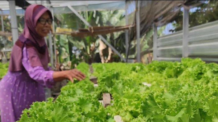 Menanam Sayur Hidroponik di Atap Tempat Kos Ala Pensiunan Guru SD di ...