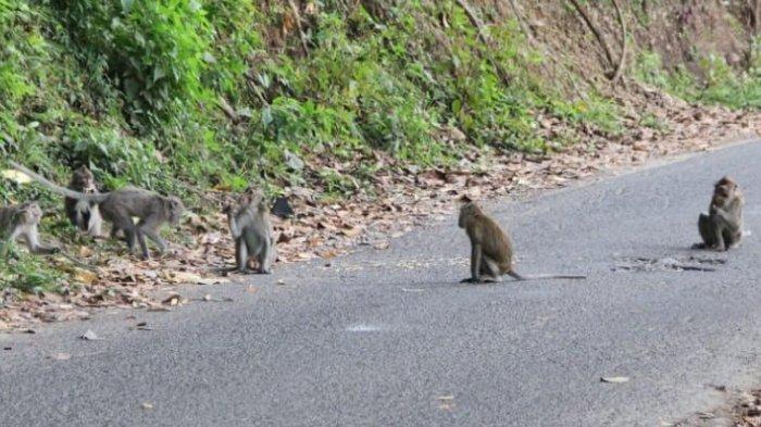 Musim Kemarau, Monyet Ekor Panjang Mulai Bermunculan di Telaga Ngebel ...