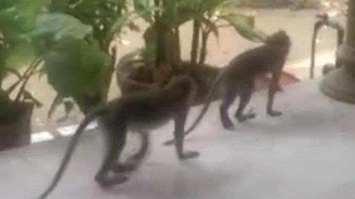 Musim Kemarau Panjang, Monyet-monyet Liar Menginvasi Permukiman Warga ...