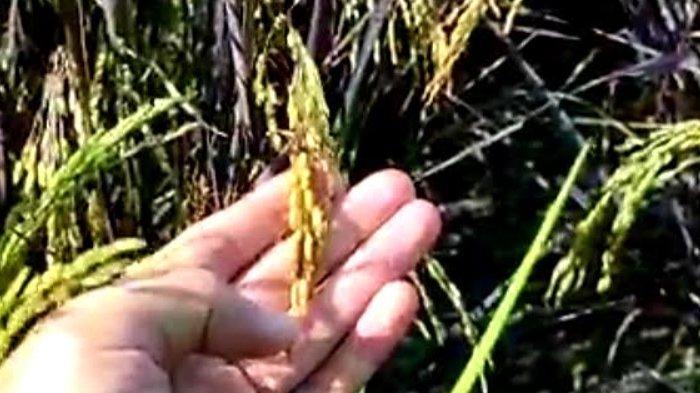 Petani Kota Kediri Sukses Budidaya Varietas Padi Hitam ...