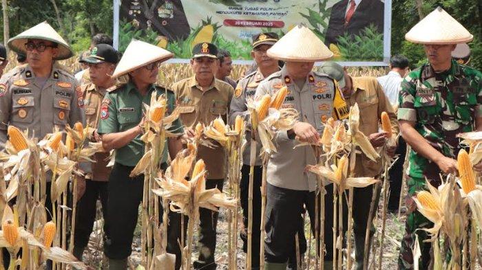 Polres Nganjuk Panen 20,56 Ton Jagung Dari Panen Raya Jagung Serentak Untuk Ketahanan Pangan ...
